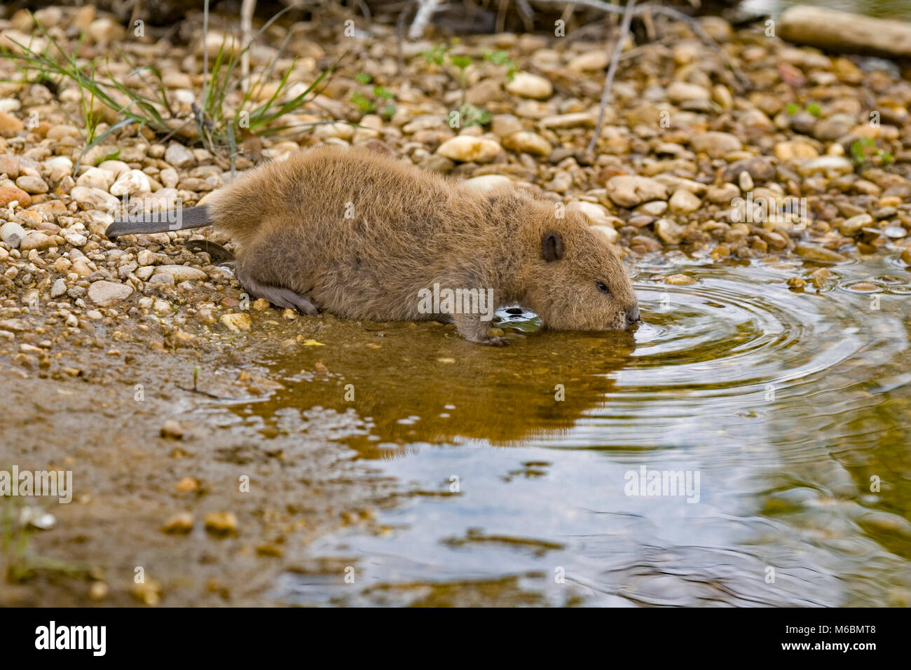 Beaver drinking water hi-res stock photography and images - Alamy