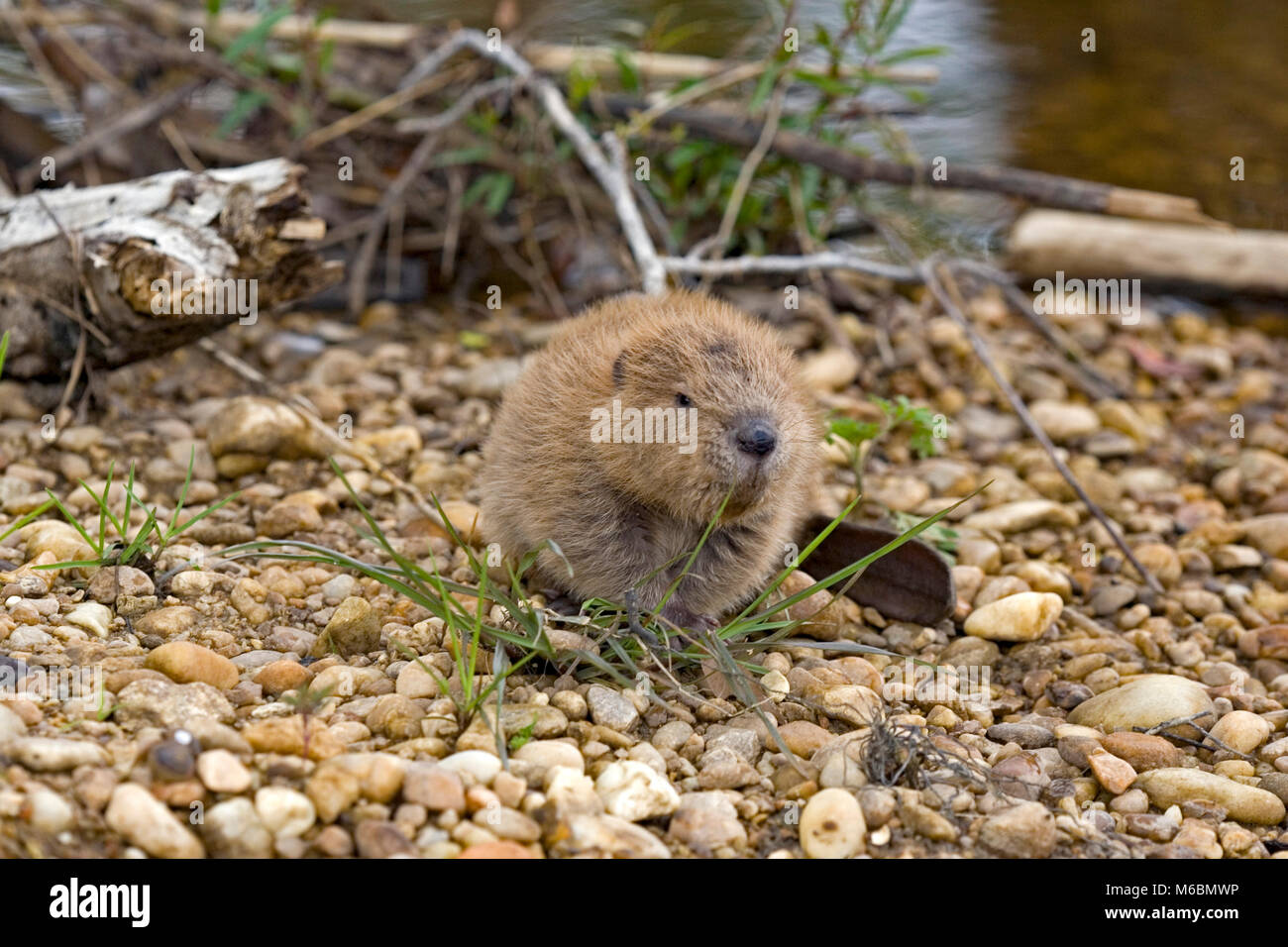 A baby beaver on the gravel banks of a sidewater stream in the Alabama ...