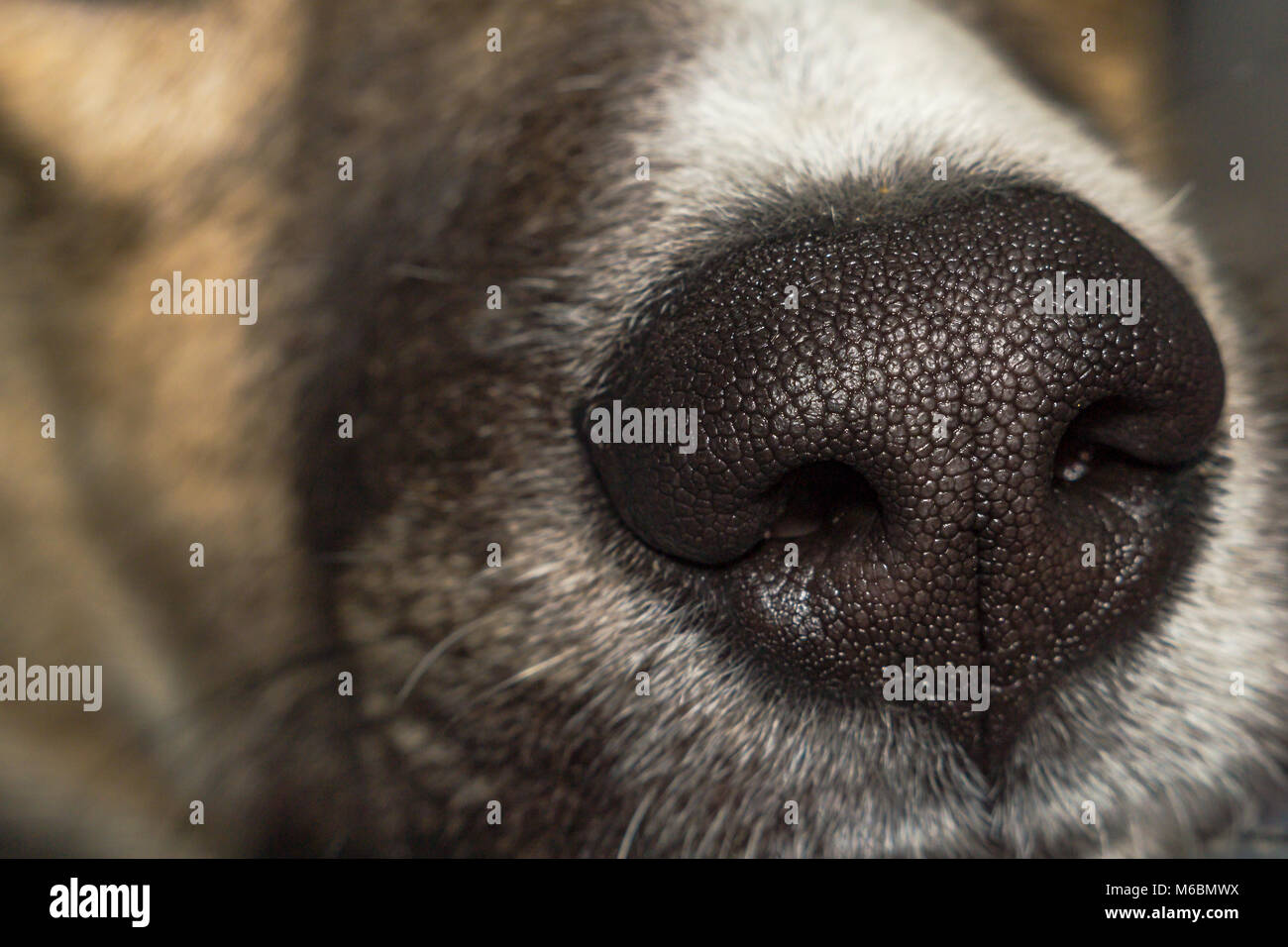 the dog's nose close-up photo close-up dog pet Stock Photo - Alamy