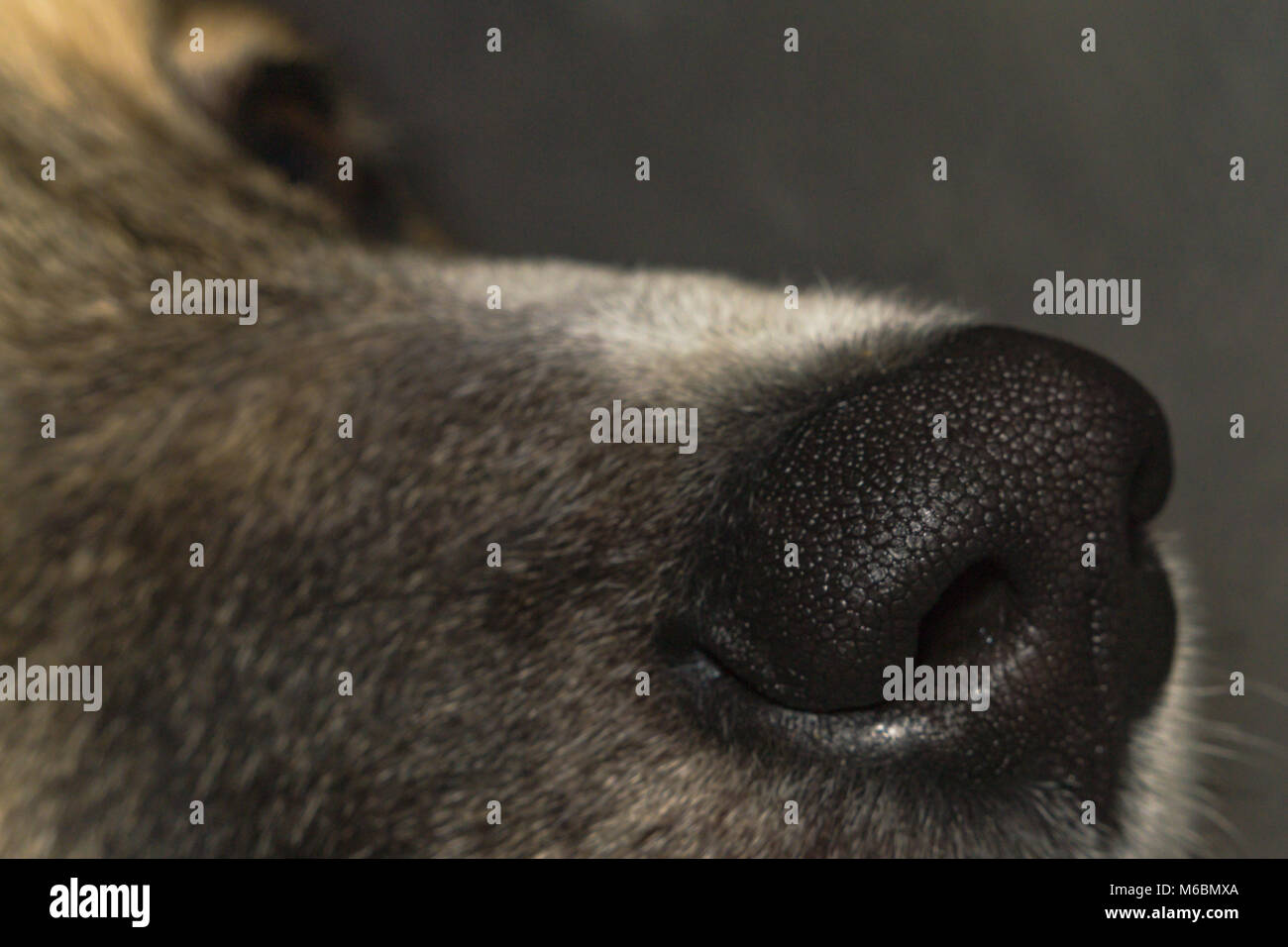 the dog's nose close-up photo close-up dog pet Stock Photo - Alamy