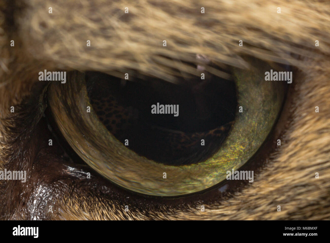 Extreme zoom hi-res stock photography and images - Alamy
