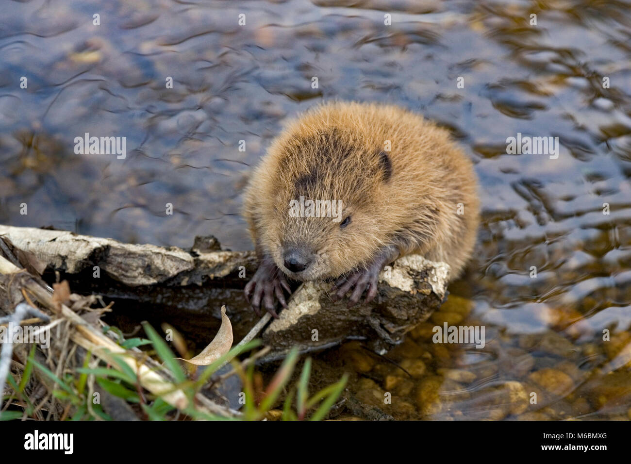 Newborn Baby Beaver