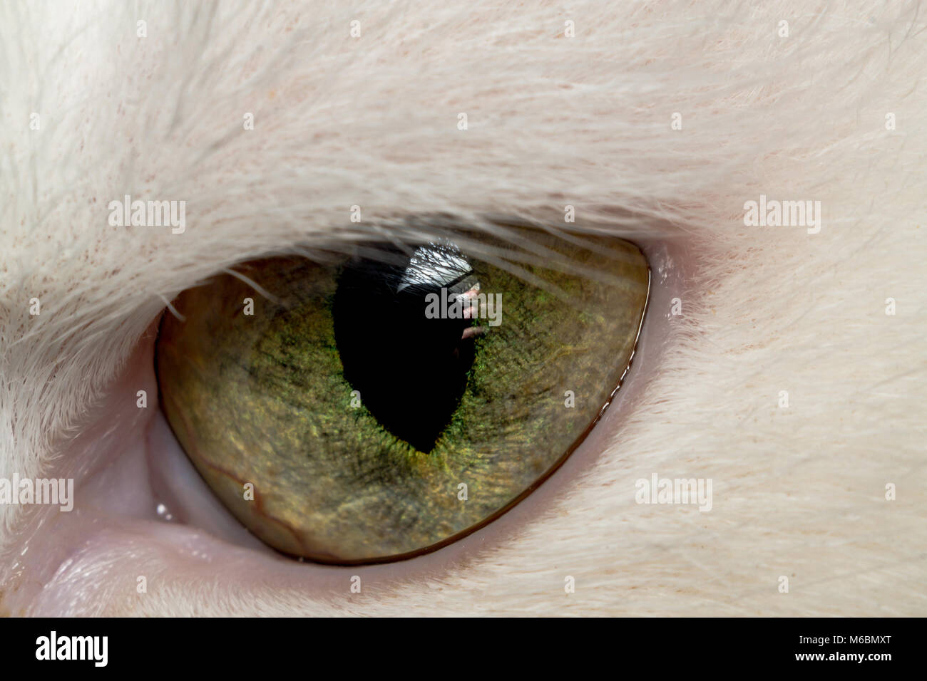 cat eye close-up macro photo extreme zoom Stock Photo - Alamy