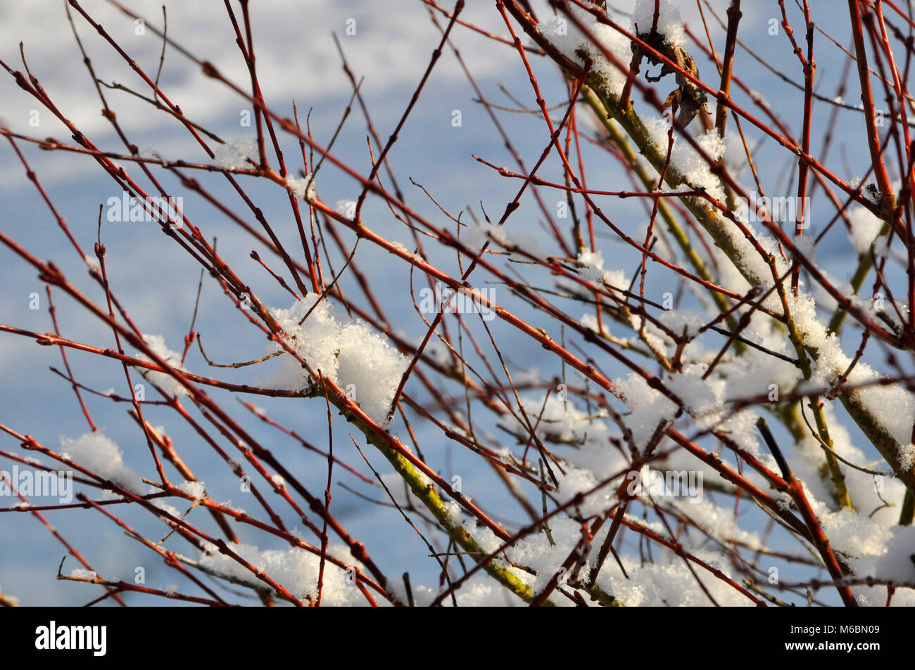 Salix winter garden hi-res stock photography and images - Alamy