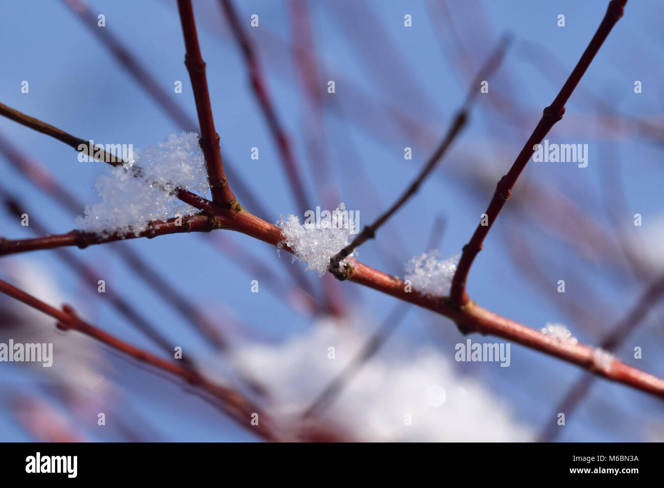 Salix winter garden hi-res stock photography and images - Alamy