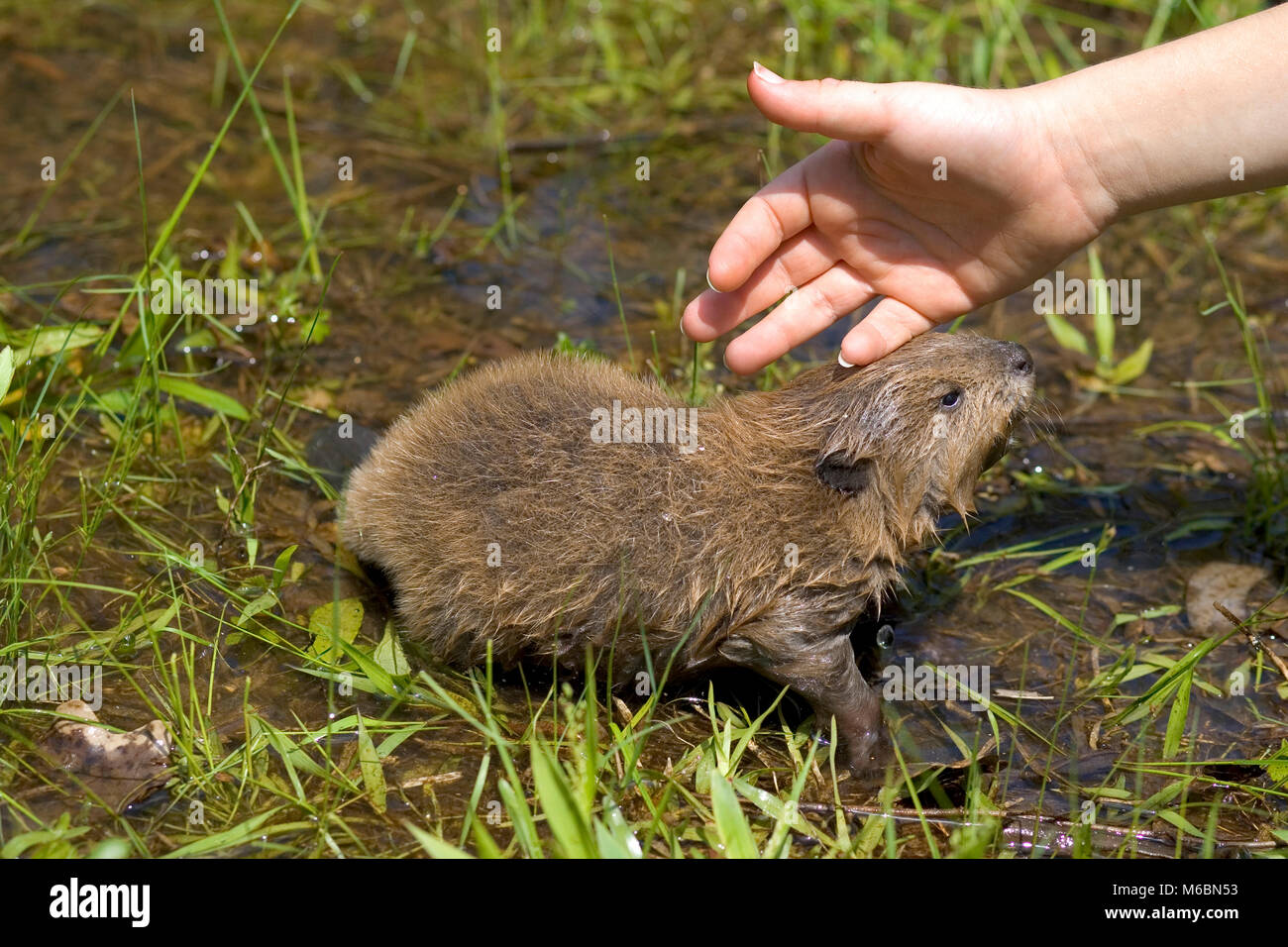 A girl petting a freindly baby beaver in the water in the Alabama River ...