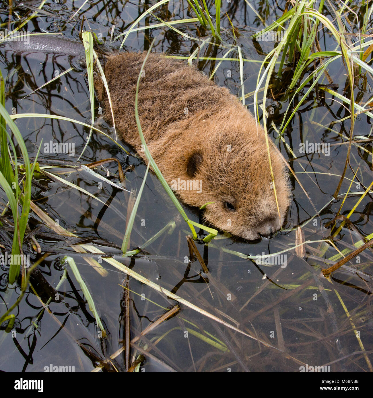 Newborn Baby Beaver