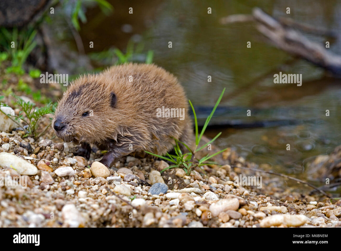 Baby Beaver Tail