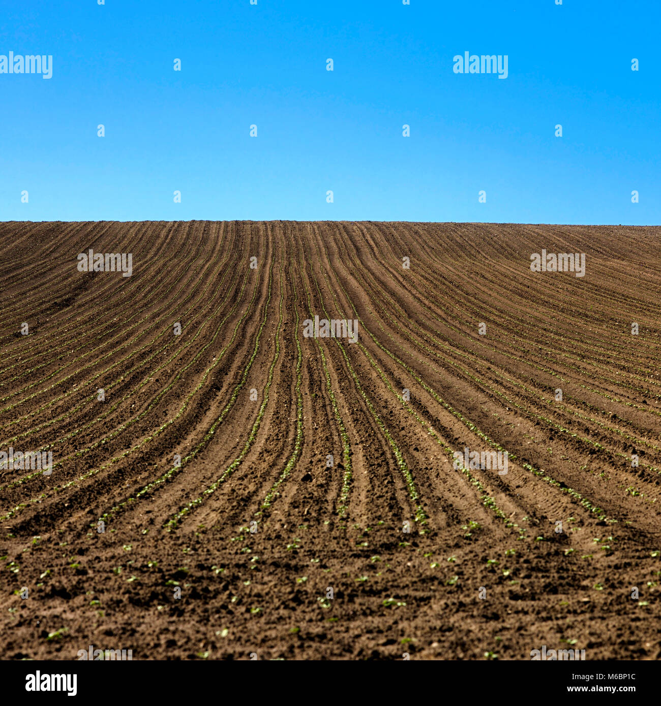 Distant field with crop hi-res stock photography and images - Alamy