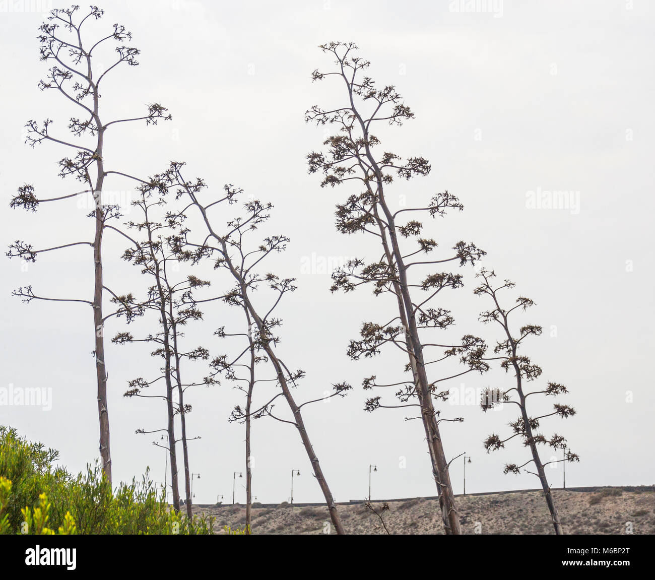 Yucca flower hi-res stock photography and images - Alamy