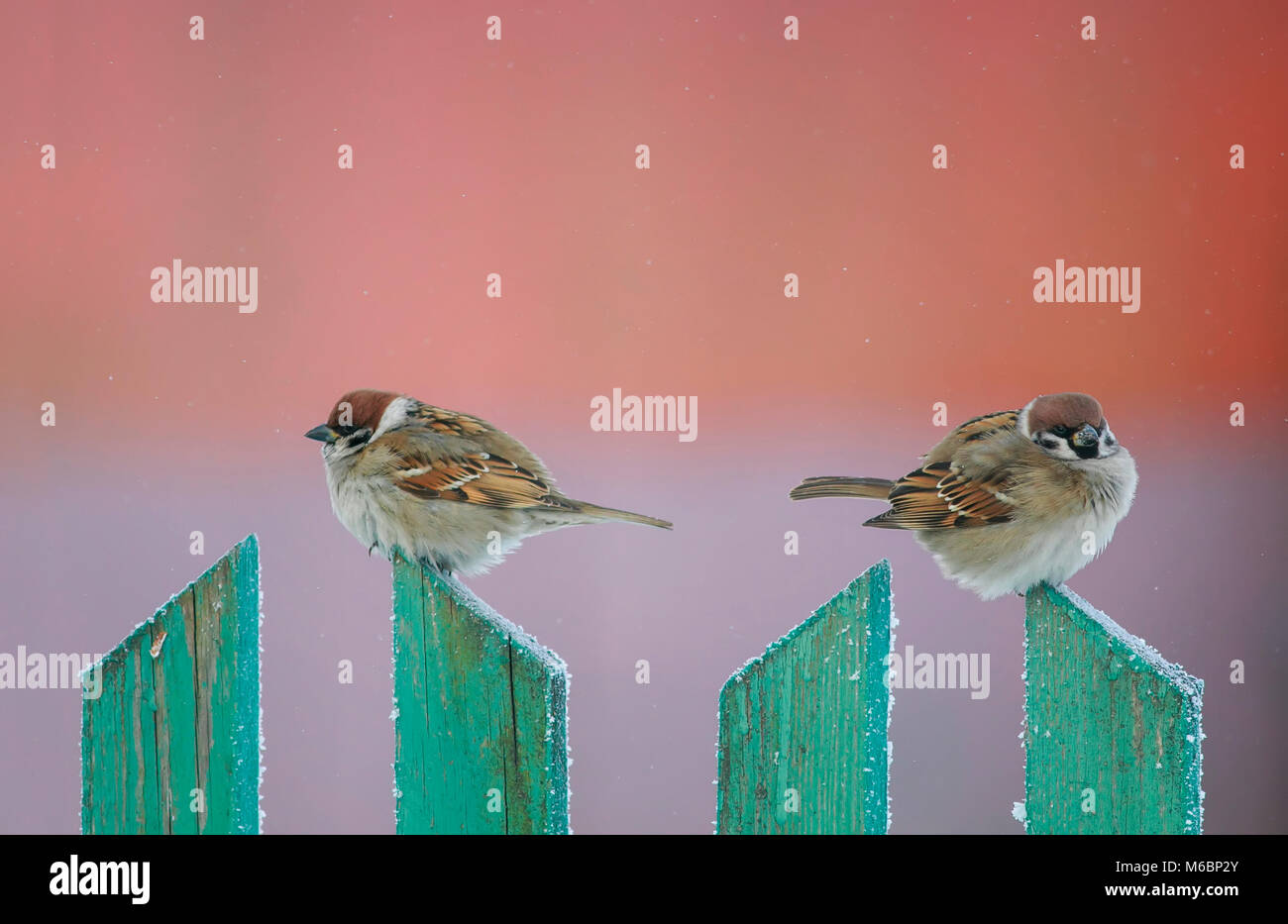 Funny sparrow hi-res stock photography and images - Alamy