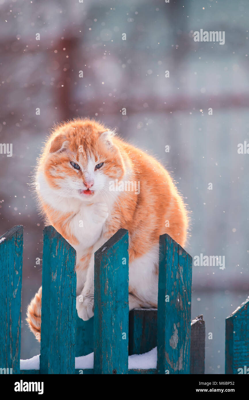 bright beautiful funny red cat sitting outside at the beginning of the ...