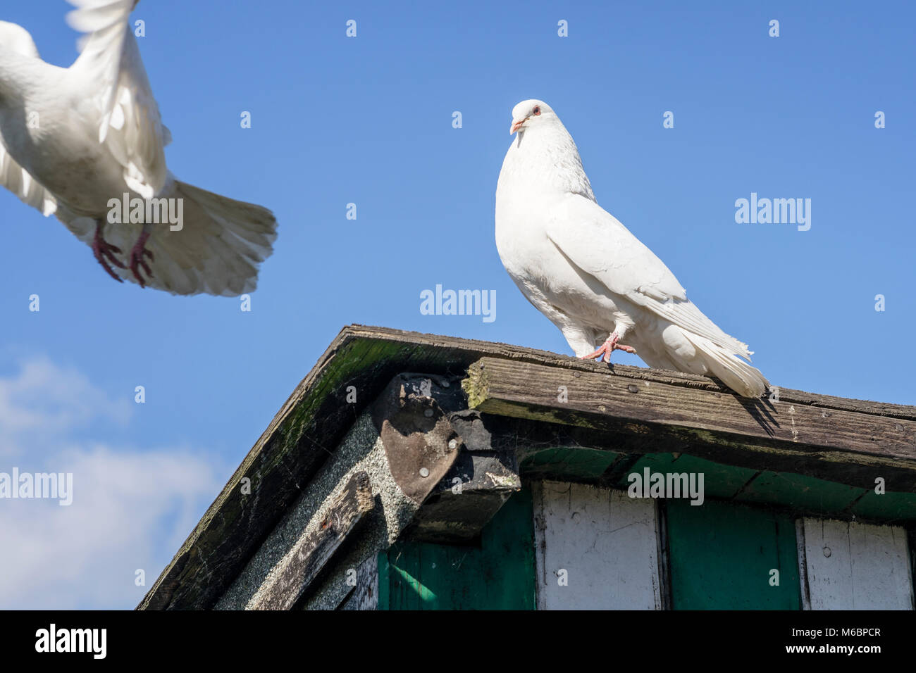 Racing pigeon hi-res stock photography and images - Alamy