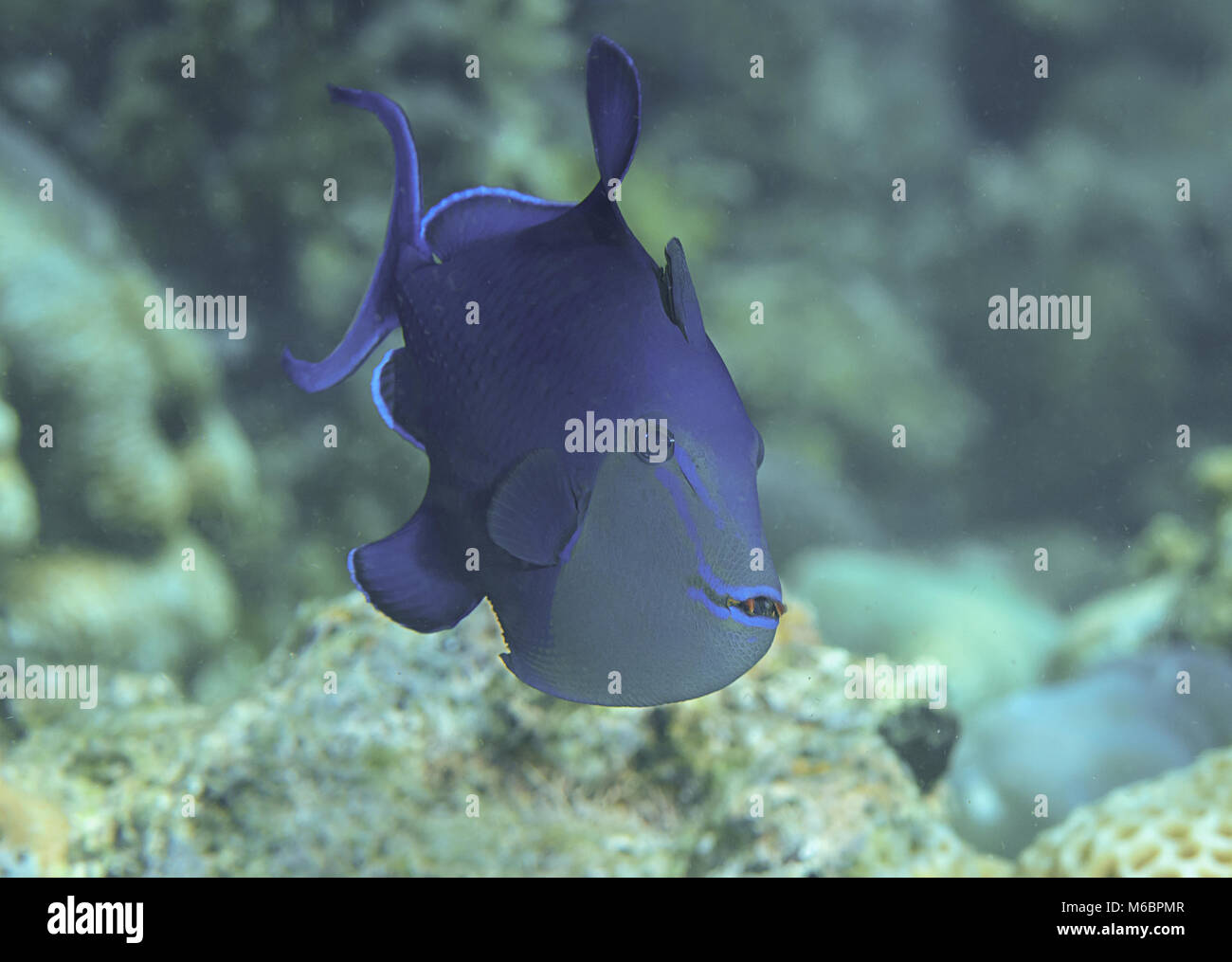 Red-toothed triggerfish ( Odonus niger ) swimming over coral reef of ...