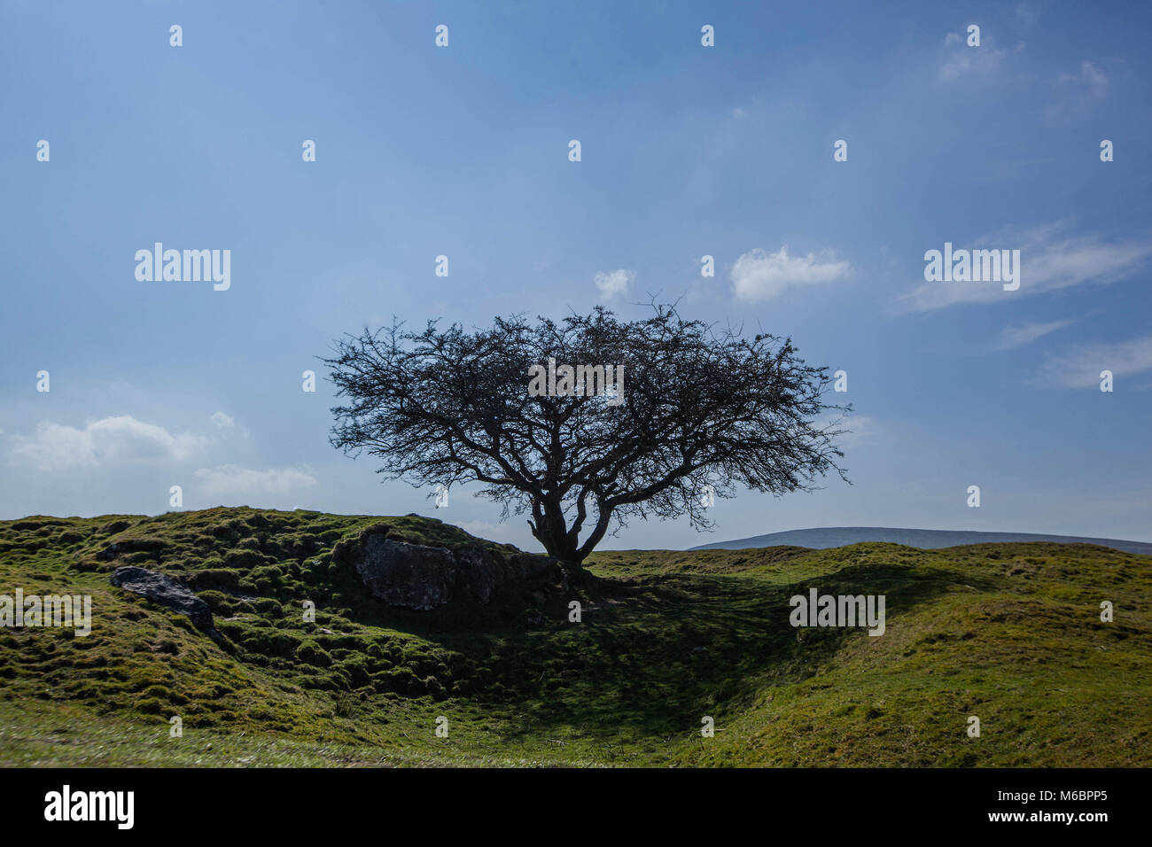 Summer landscapes lonely tree hi-res stock photography and images - Alamy