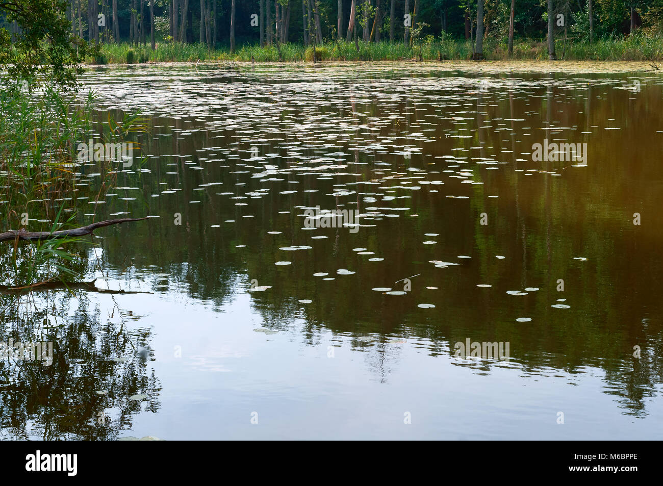 green swamp wilderness, marshland with shrubs, trees and lichens Stock ...