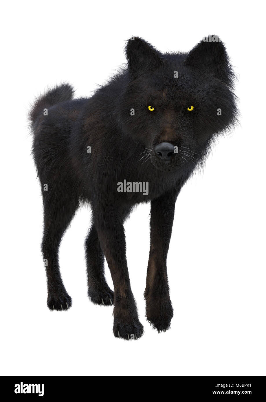 3D rendering of a black wolf isolated on white background Stock Photo ...