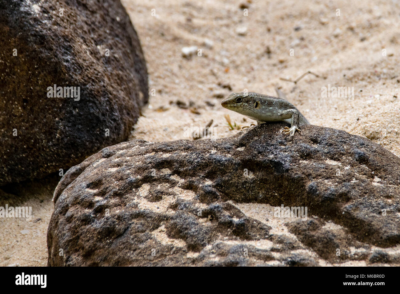 Absorbing heat from the sun hi-res stock photography and images - Alamy