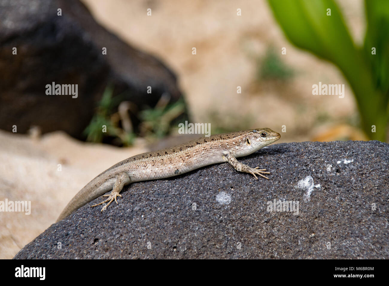Lizard resting on a rock and absorbing the heat from the sun in Boa ...