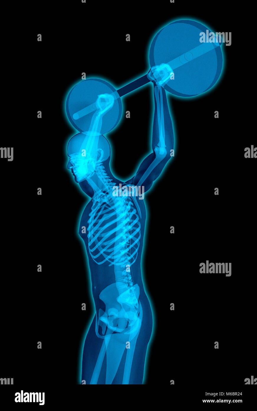 Very detailed and medically accurate 3D Illustration of a translucent ...