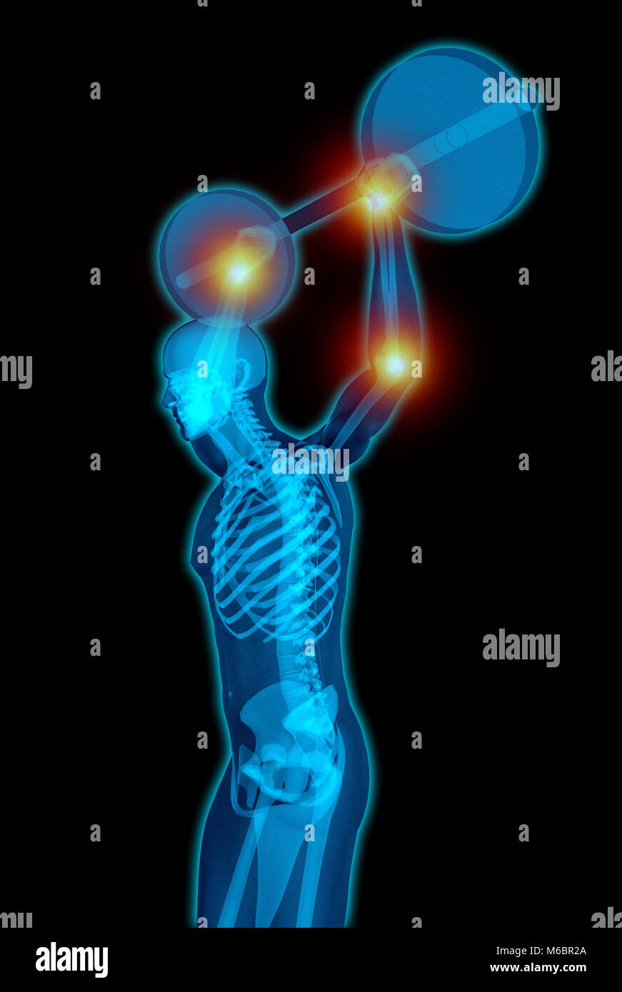 Very detailed and medically accurate 3D Illustration of a translucent ...