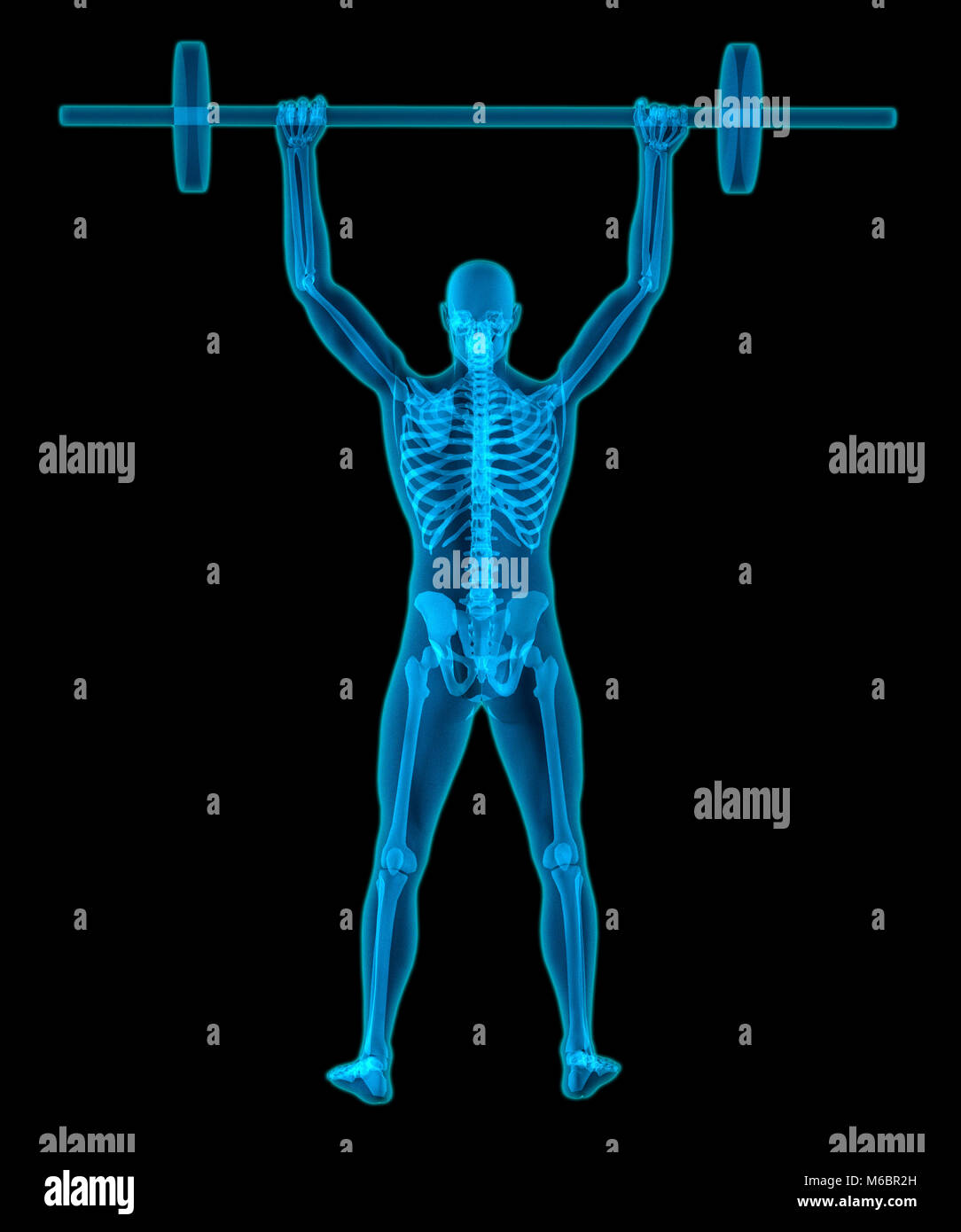 Very detailed and medically accurate 3D Illustration of a translucent ...