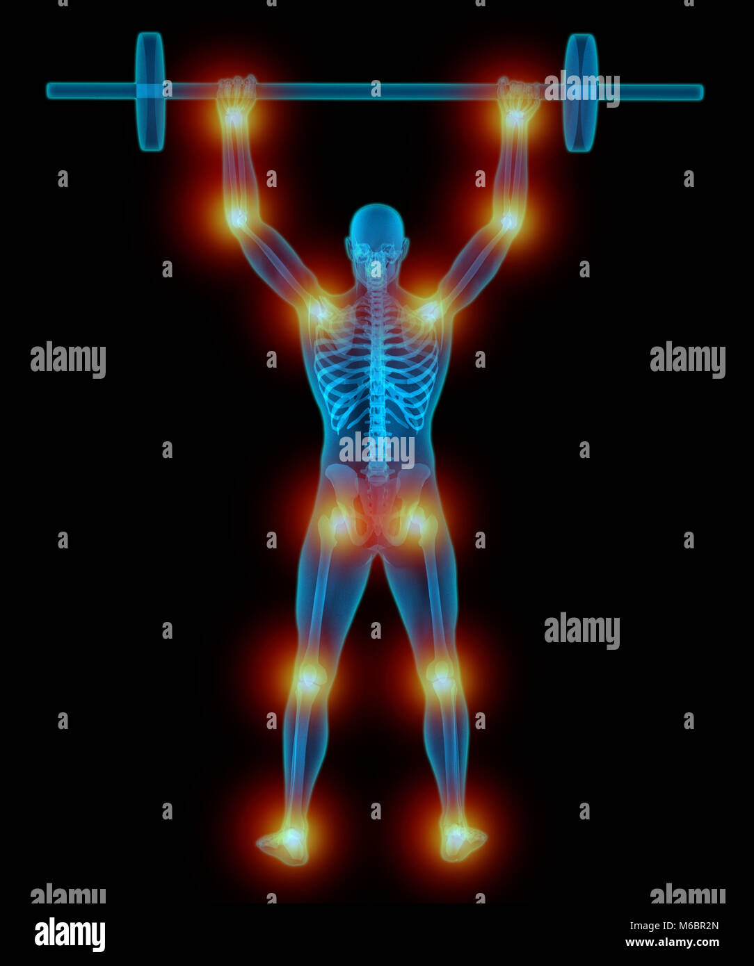 Very detailed and medically accurate 3D Illustration of a translucent man lifting weights Stock ...