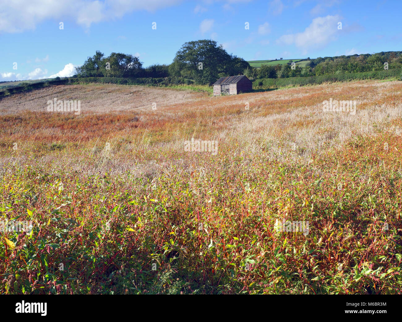A late summer view of a colorful hay meadow in the North York Moors ...