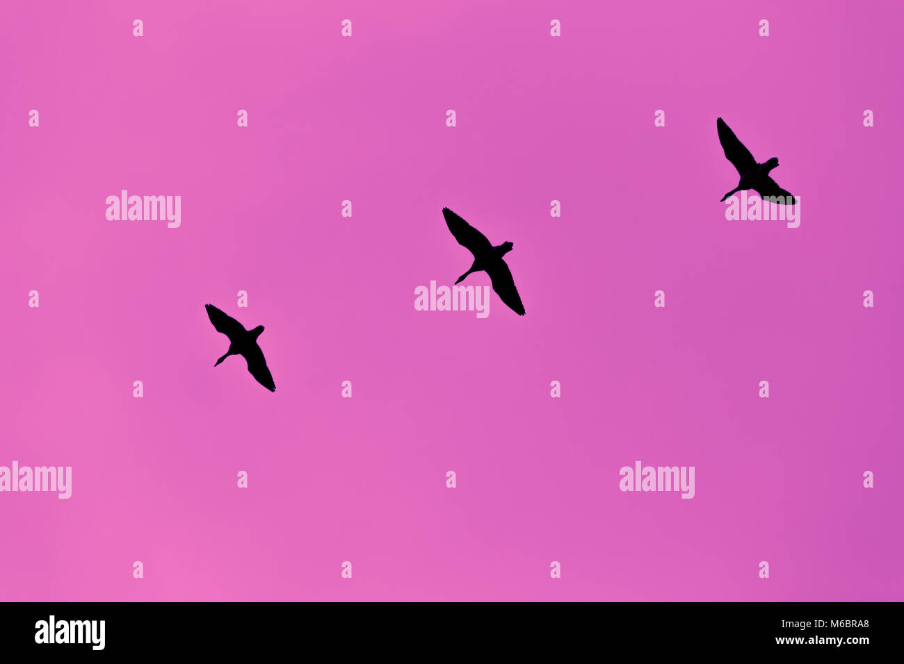 Three birds flying in the sky with pink background Stock Photo - Alamy