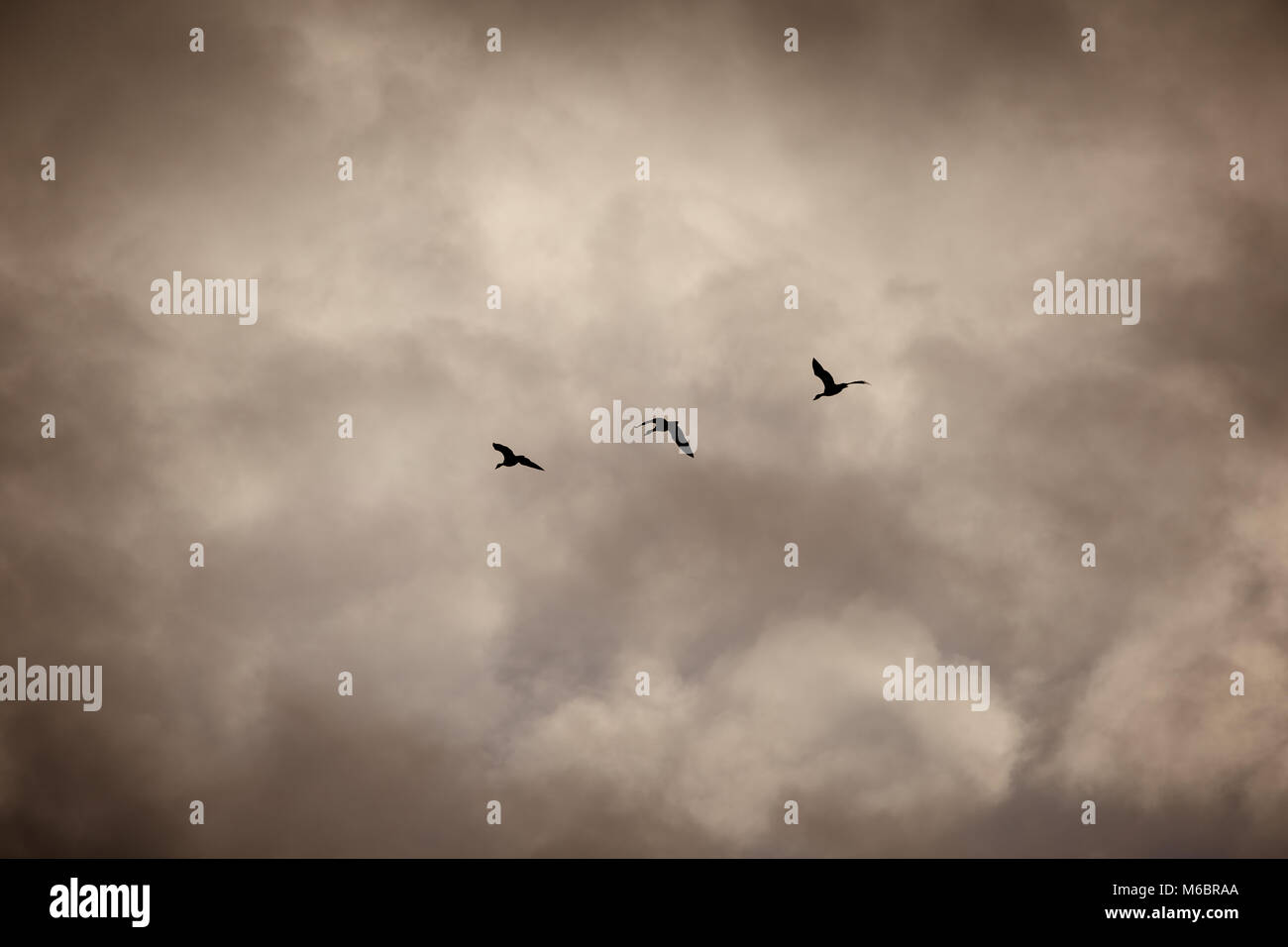 Three birds flying away high up in the sky with clouds in the ...