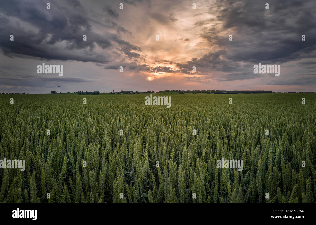 Green field with heavy clouds and sun in the background Stock Photo - Alamy