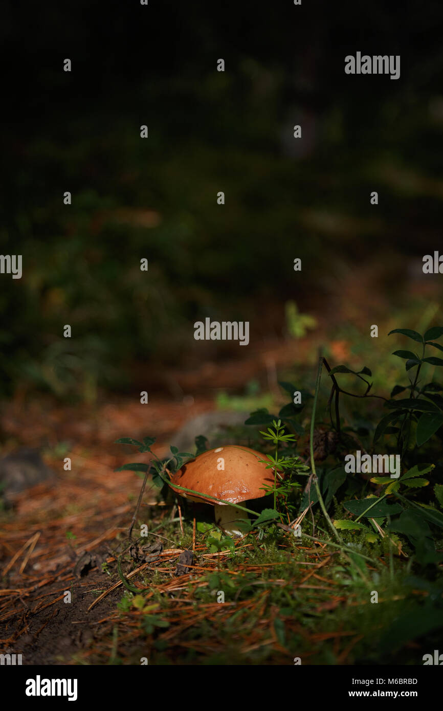 Mushroom and path in forrest Stock Photo - Alamy