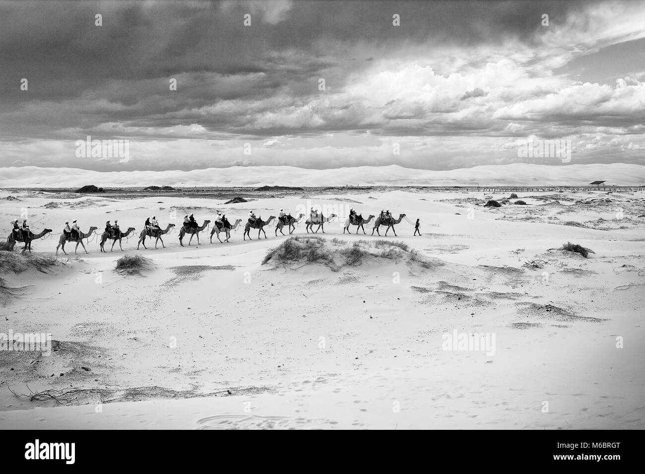 Adventure Camel Rides on anna bay, Port Stephens Stock Photo - Alamy