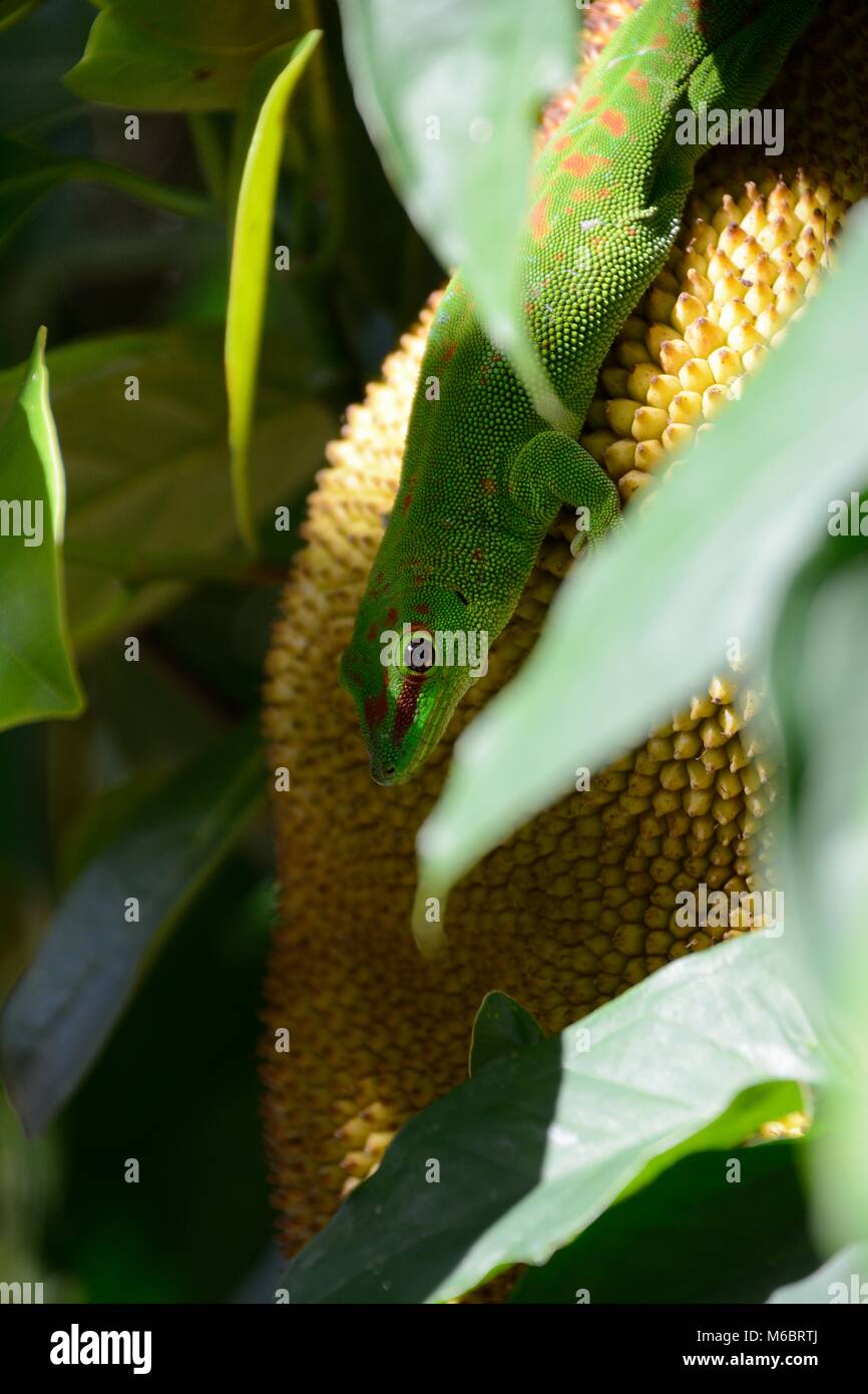 Mauritius lizard hi-res stock photography and images - Alamy