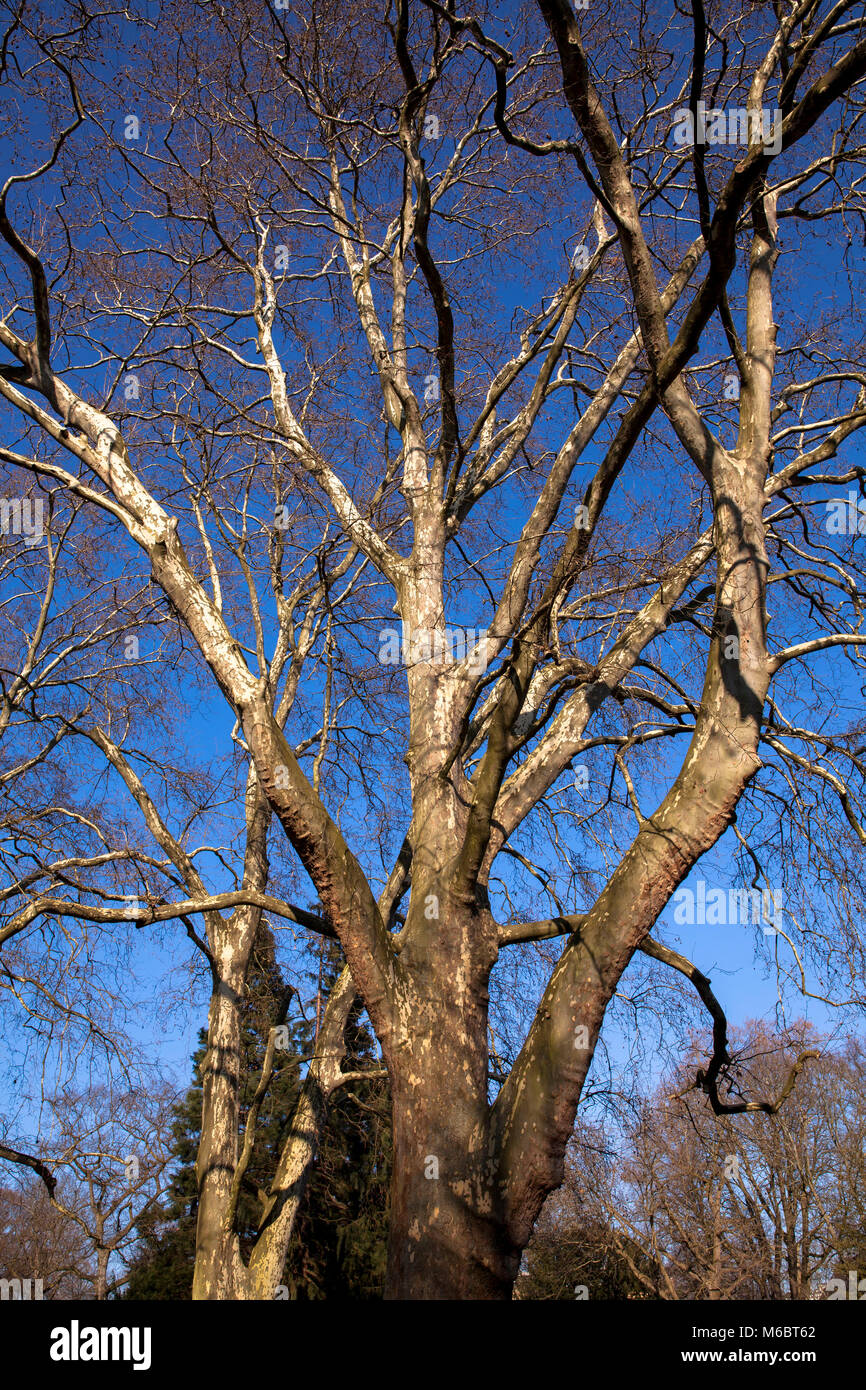 Germany, Cologne, plane tree in the Volksgarden. Deutschland, Koeln ...
