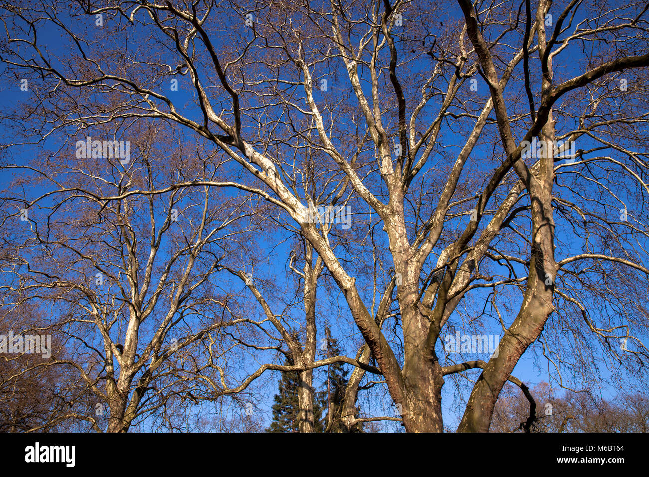 Germany, Cologne, plane trees in the Volksgarden. Deutschland, Koeln ...