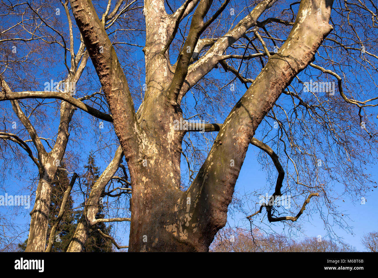 Germany, Cologne, plane trees in the Volksgarden. Deutschland, Koeln ...