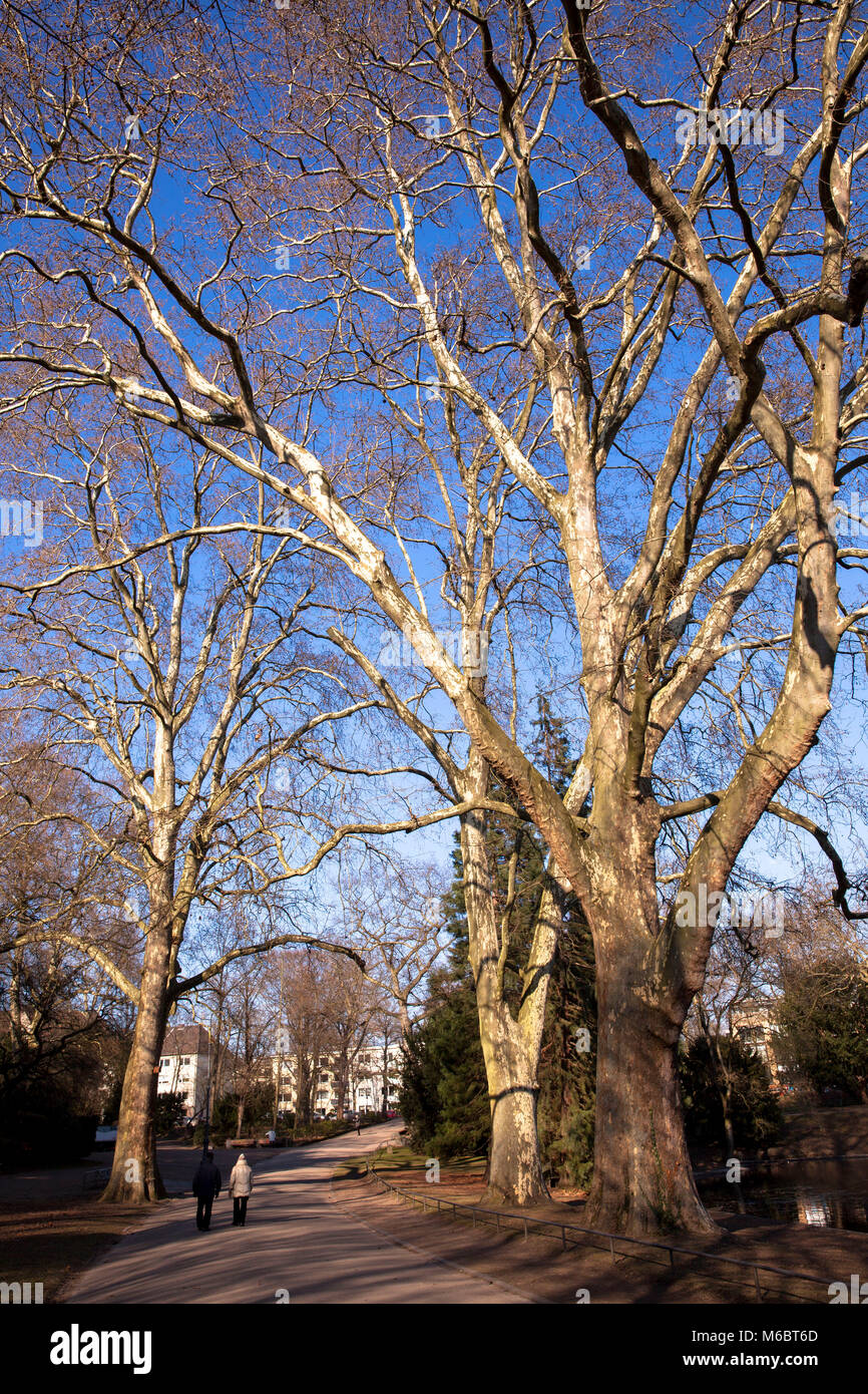 Germany, Cologne, plane trees in the Volksgarden. Deutschland, Koeln ...