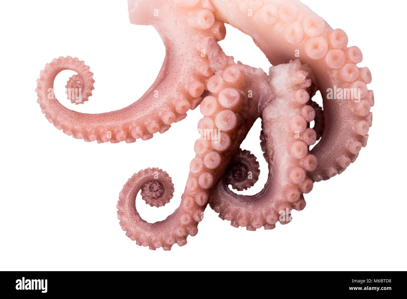 tentacles of octopus isolated on white background Stock Photo - Alamy