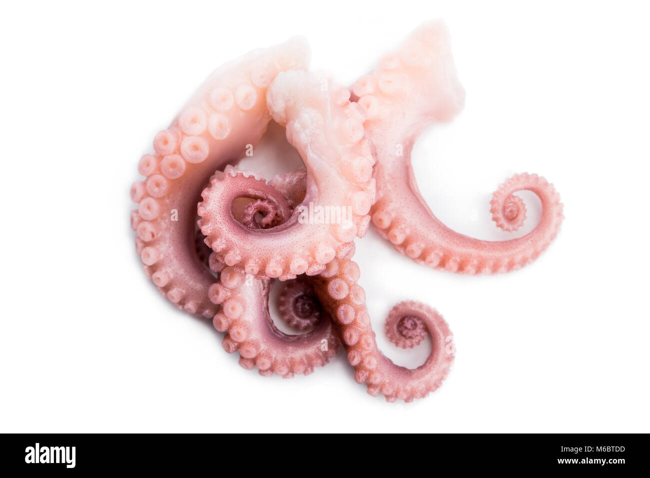 tentacles of octopus isolated on white background Stock Photo - Alamy