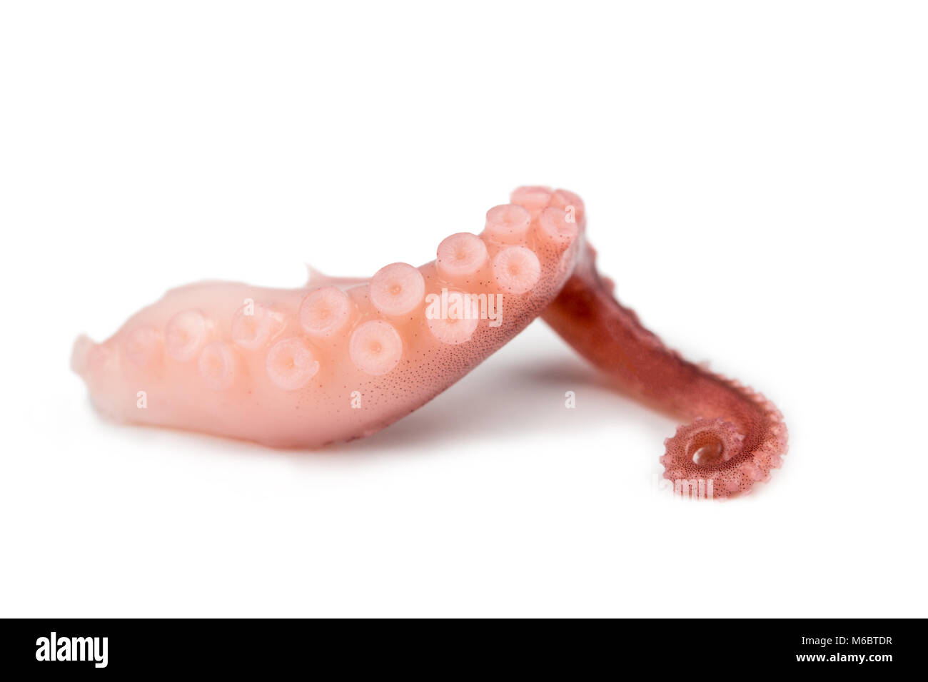 tentacles of octopus isolated on white background Stock Photo - Alamy