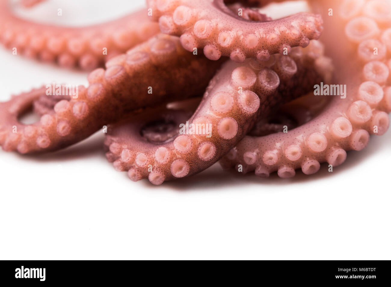 tentacles of octopus isolated on white background Stock Photo - Alamy