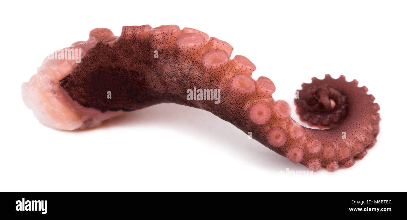 tentacles of octopus isolated on white background Stock Photo - Alamy