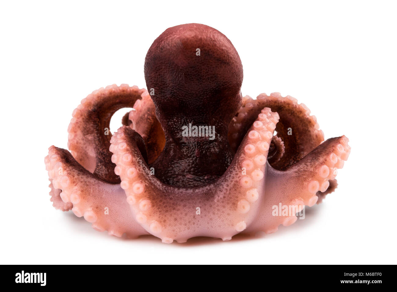 Small octopus isolated on white background. Close up Stock Photo - Alamy