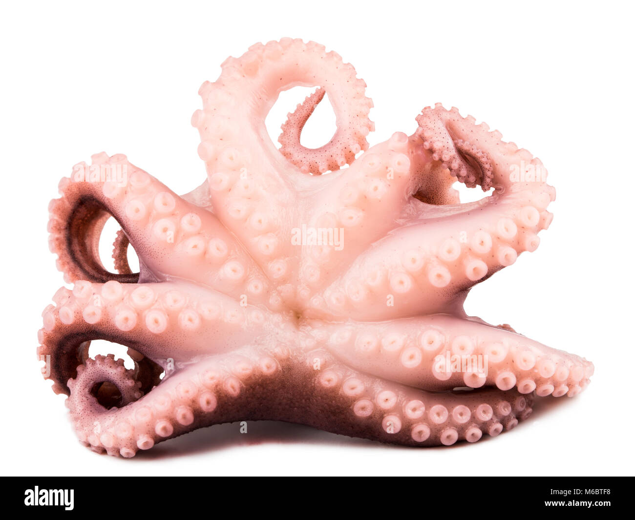 Small octopus isolated on white background. Close up Stock Photo - Alamy