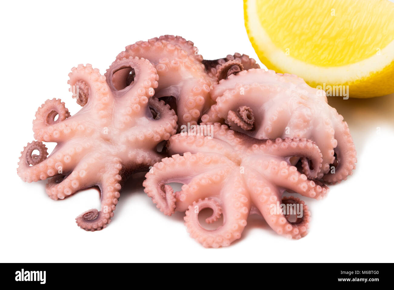 Baby octopus hi-res stock photography and images - Alamy