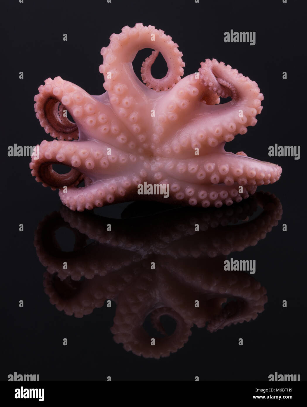 Small octopus isolated on black background. With clipping path Stock ...