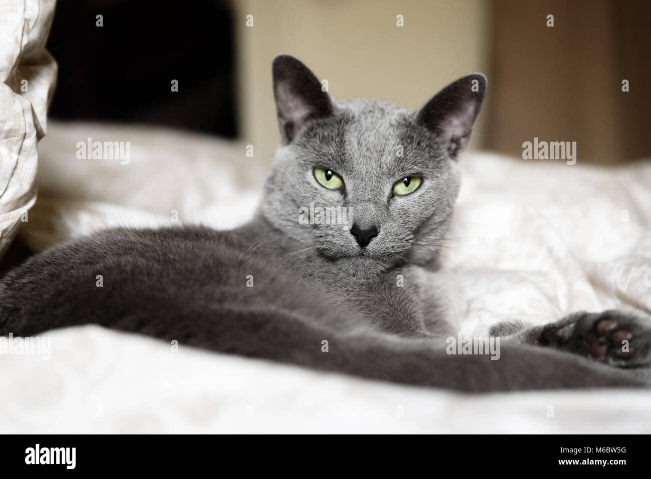 Russian Blue With Green Eyes
