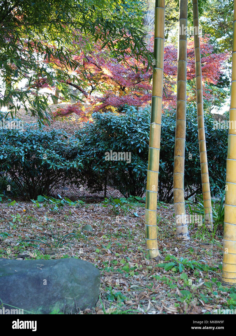 Beautiful Japanese garden scene in a Tokyo park Stock Photo - Alamy