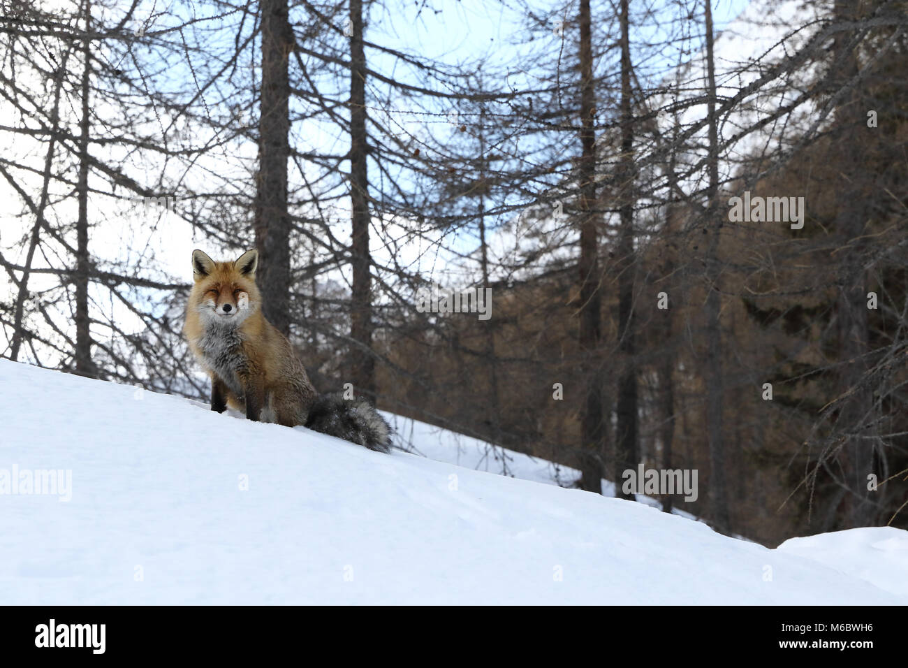 Red fox into the snow Stock Photo - Alamy